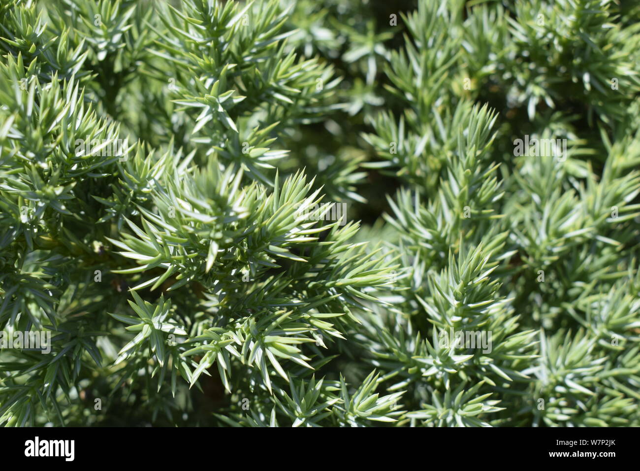 The original texture of natural juniper needles. Close-up. Blue small ...