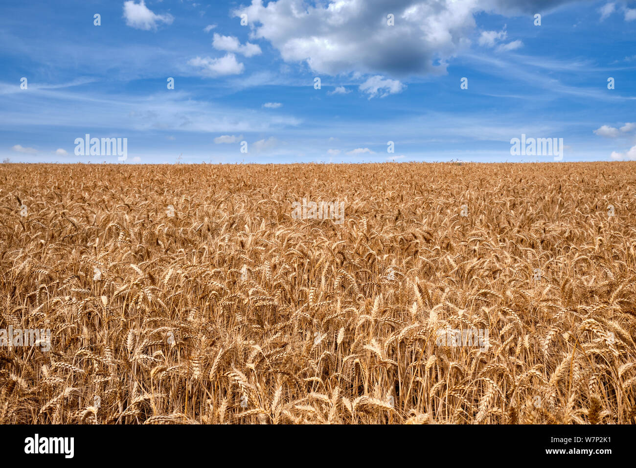 Beautiful summer landscape with blue sky and white clouds above a huge ...
