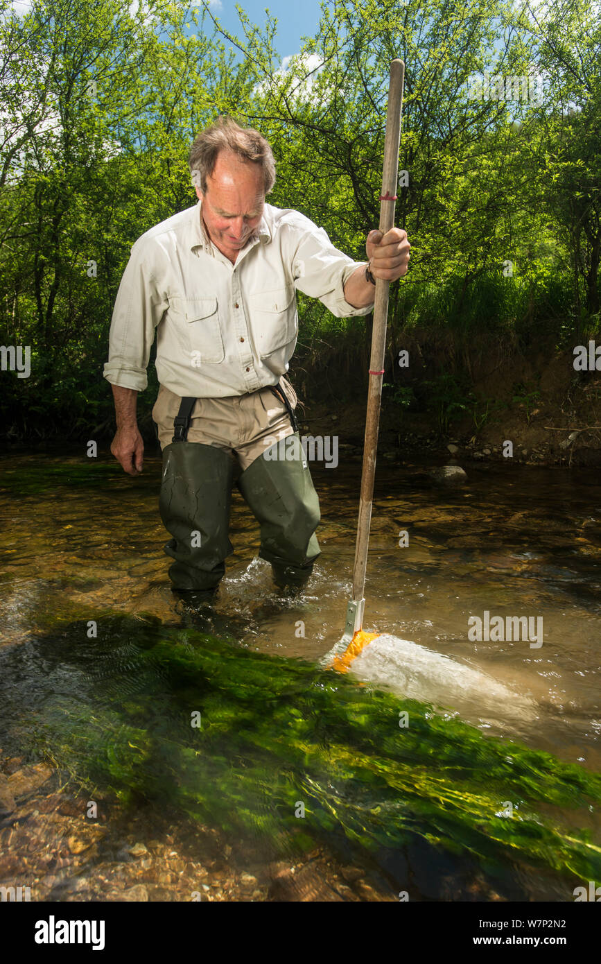 Volunteer for the Rivers Exe Projectdoing an invertebrate kick sample ...