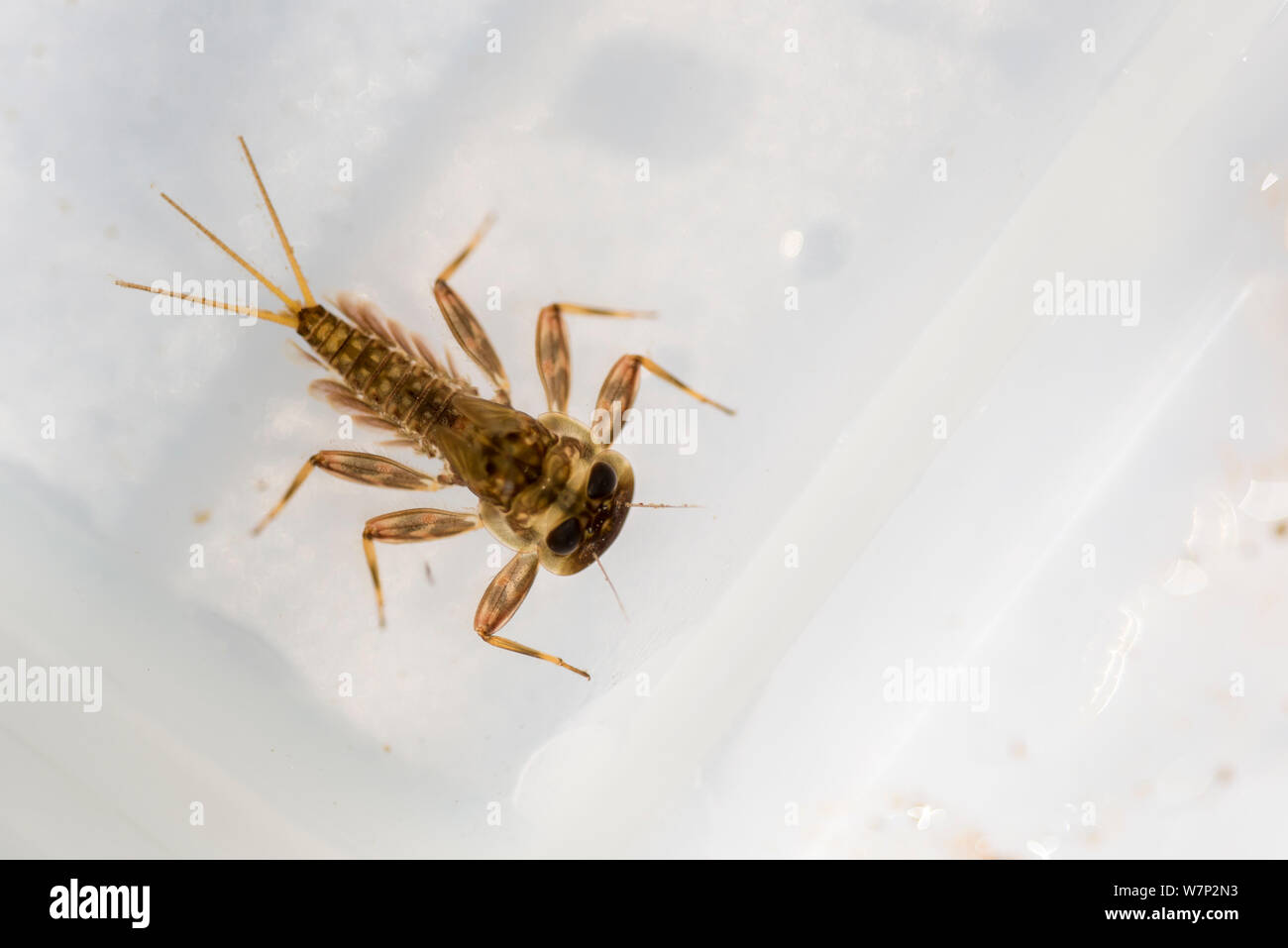 Mayfly nymph (Ephemeroptera) from kick sample test, checking water ...