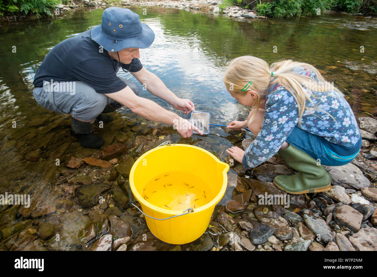 School child releasing salmon fry in the River Haddeo, with Westcountry ...