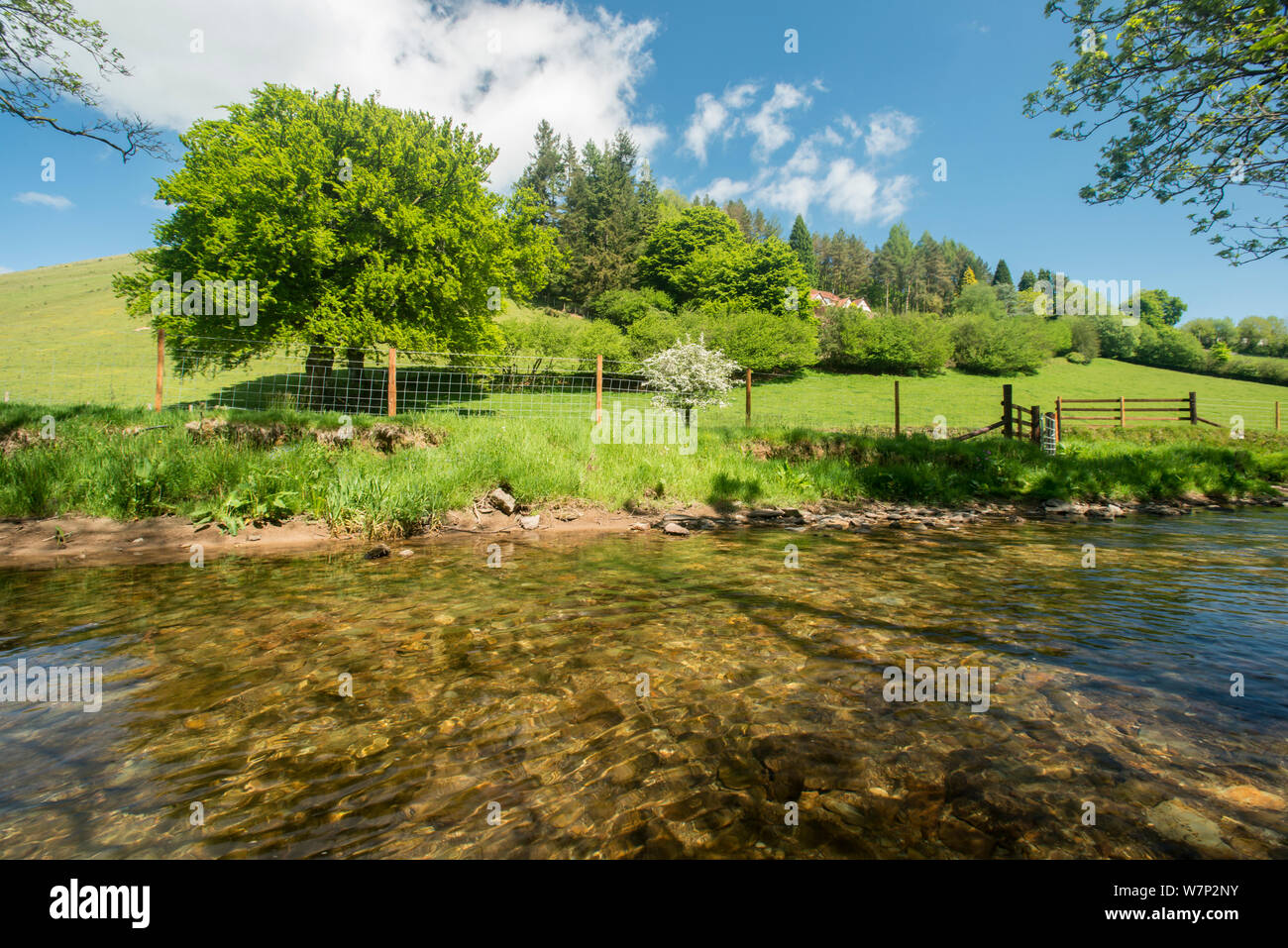 Cattle river uk fence hi-res stock photography and images - Alamy