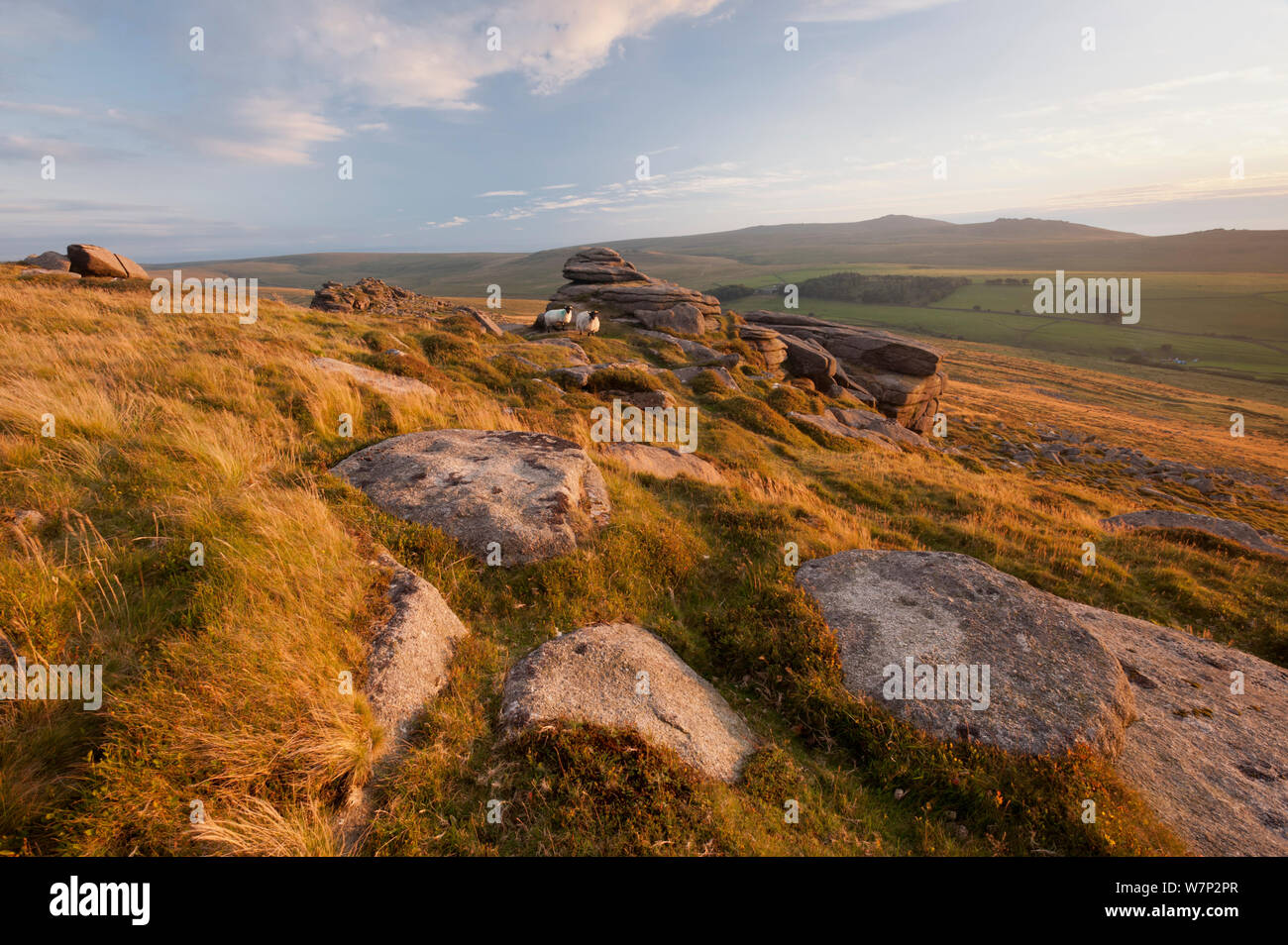Two domestic sheep (Ovis aries) standing near a tor at Belstone, with a ...