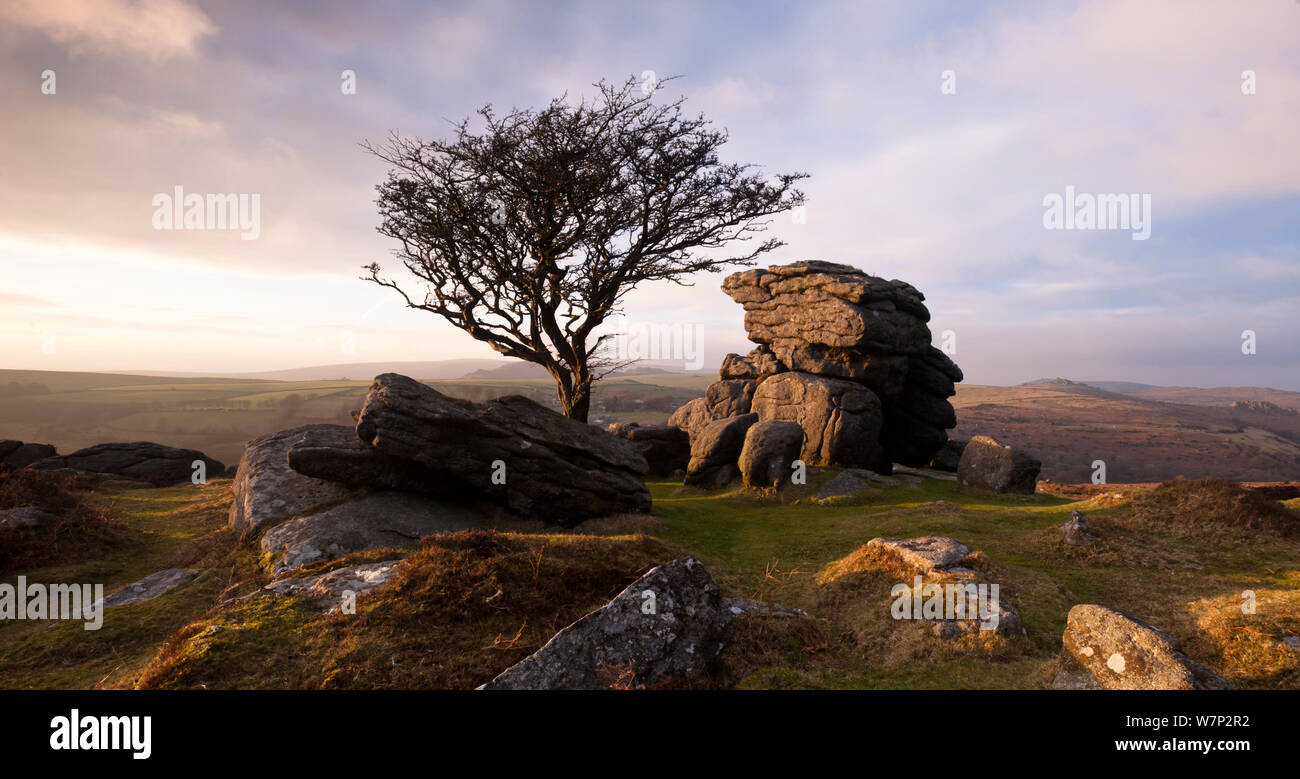 Hawthorn tree (Crataegus monogyna) and granite outcrop near Saddle Tor ...