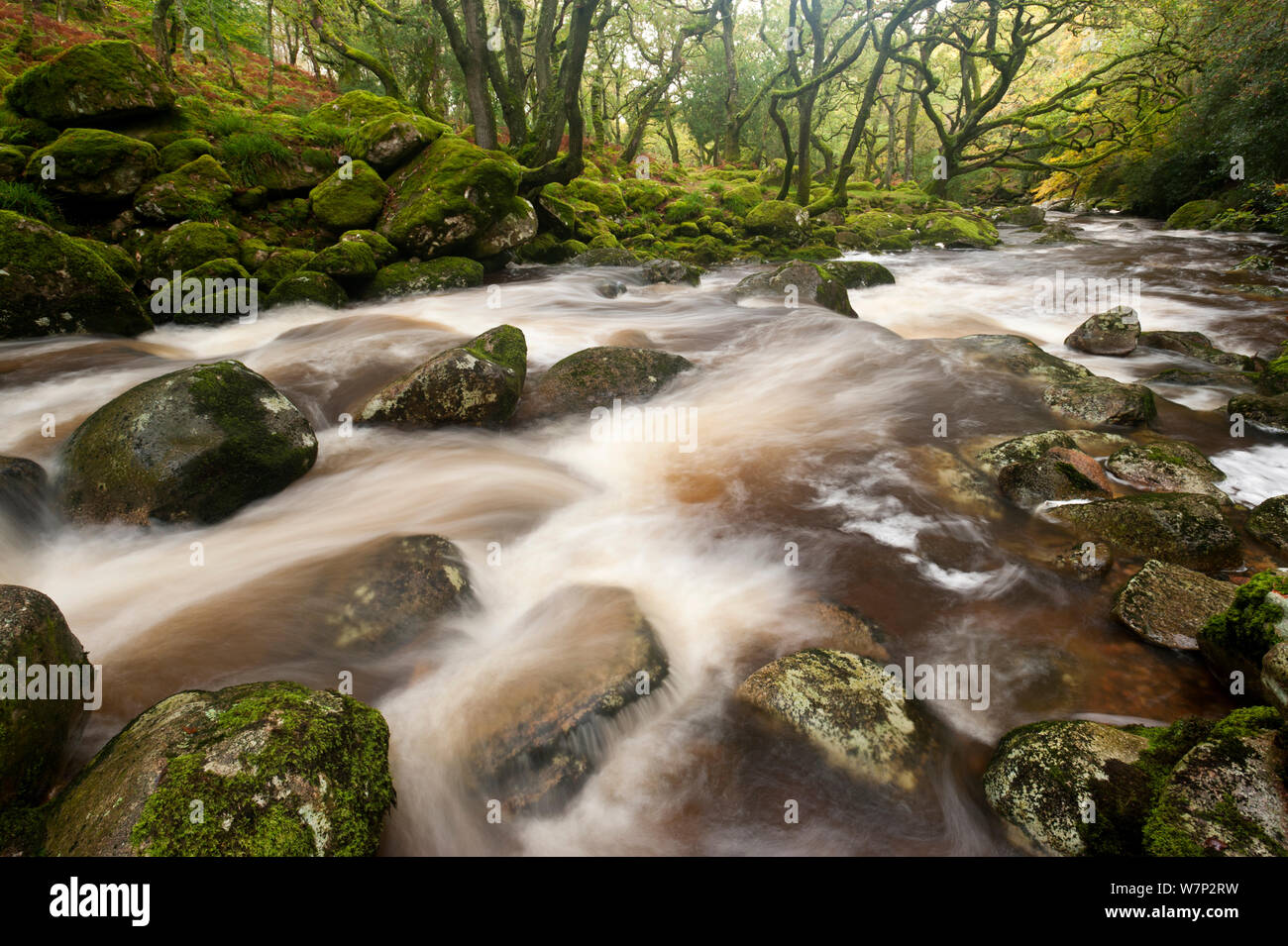 River Plym flowing fastthrough Dewerstone Wood, Shaugh Prior, Dartmoor ...