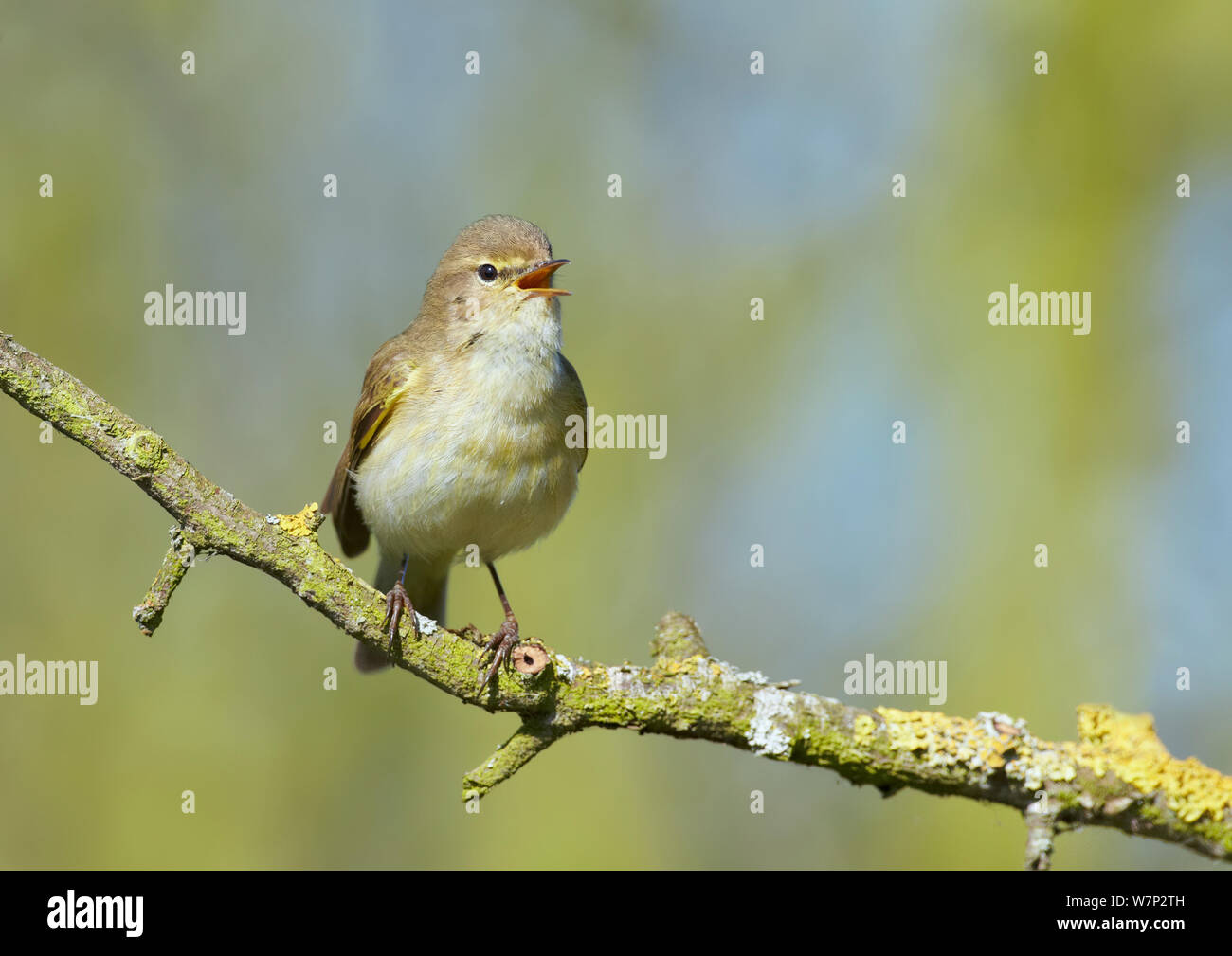 Chiffchaff (Phylloscopus collybita) singing, Cheshire, England, UK ...