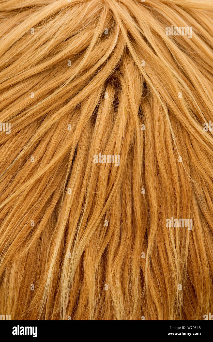Close-up of Highland cow (Bos taurus) showing thick insulating hair on ...