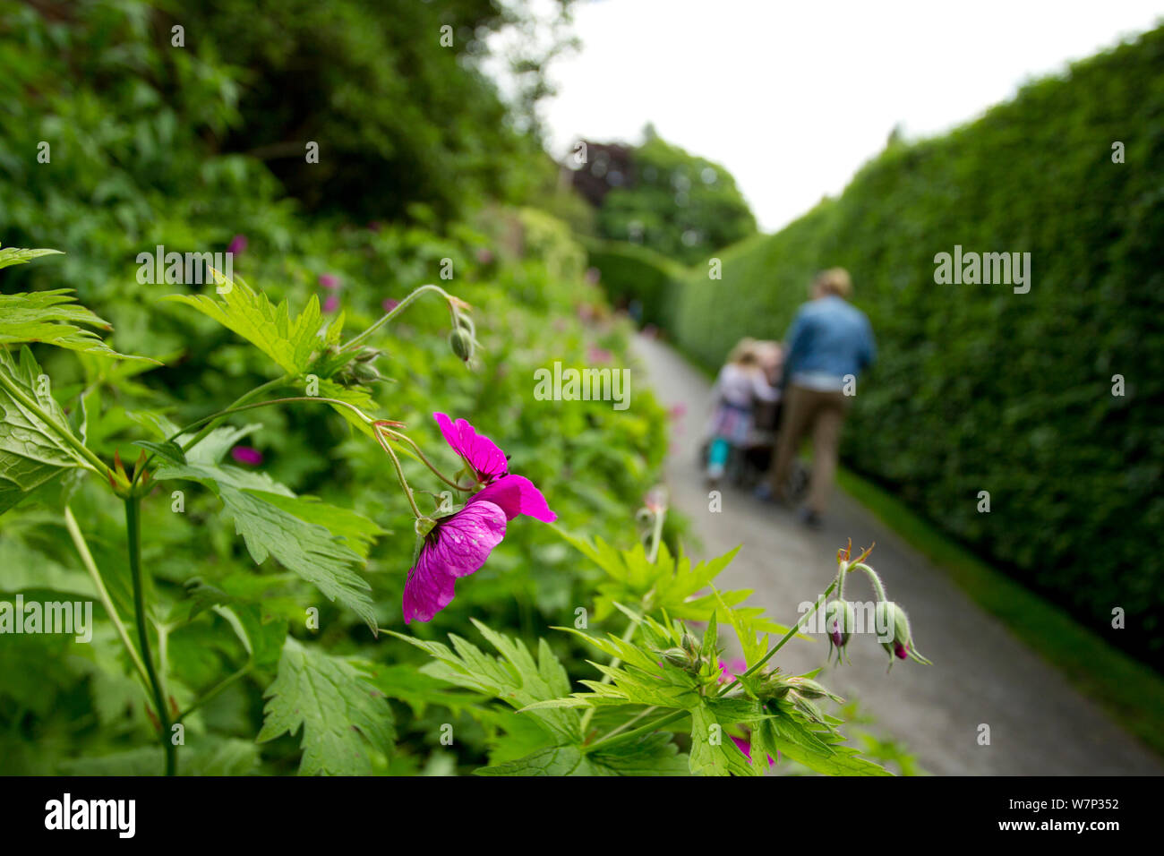 Family walking along path, with Hedgerow cranesbill(Geranium pyrenaicum ...