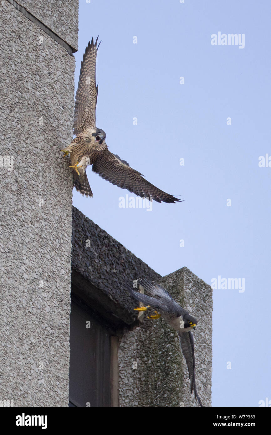 Juvenile male Peregrine falcon (Falco peregrinus) chasing his parent ...