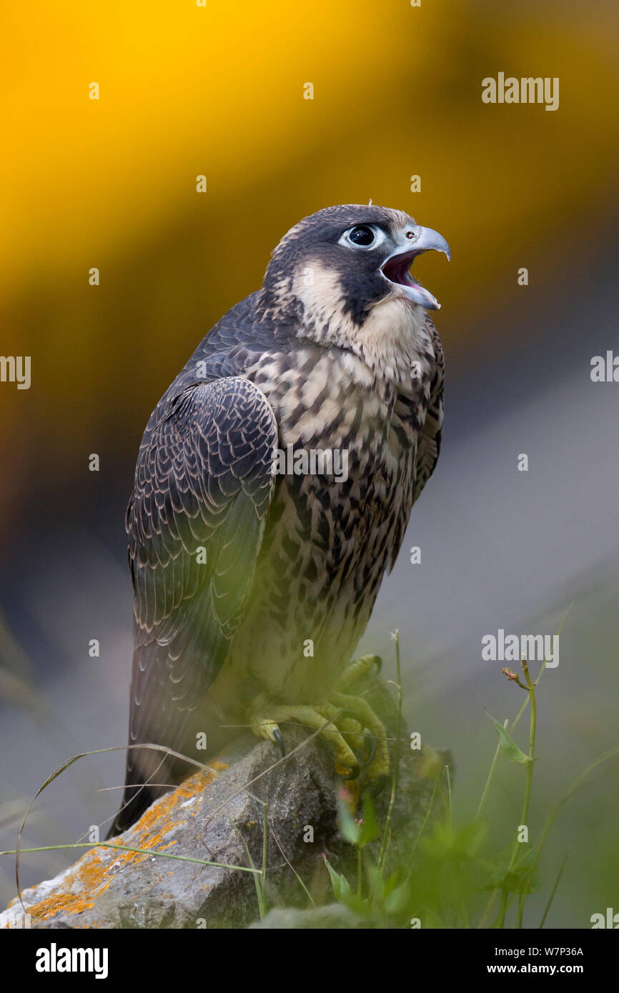 Juvenile peregrine falcon hi-res stock photography and images - Alamy