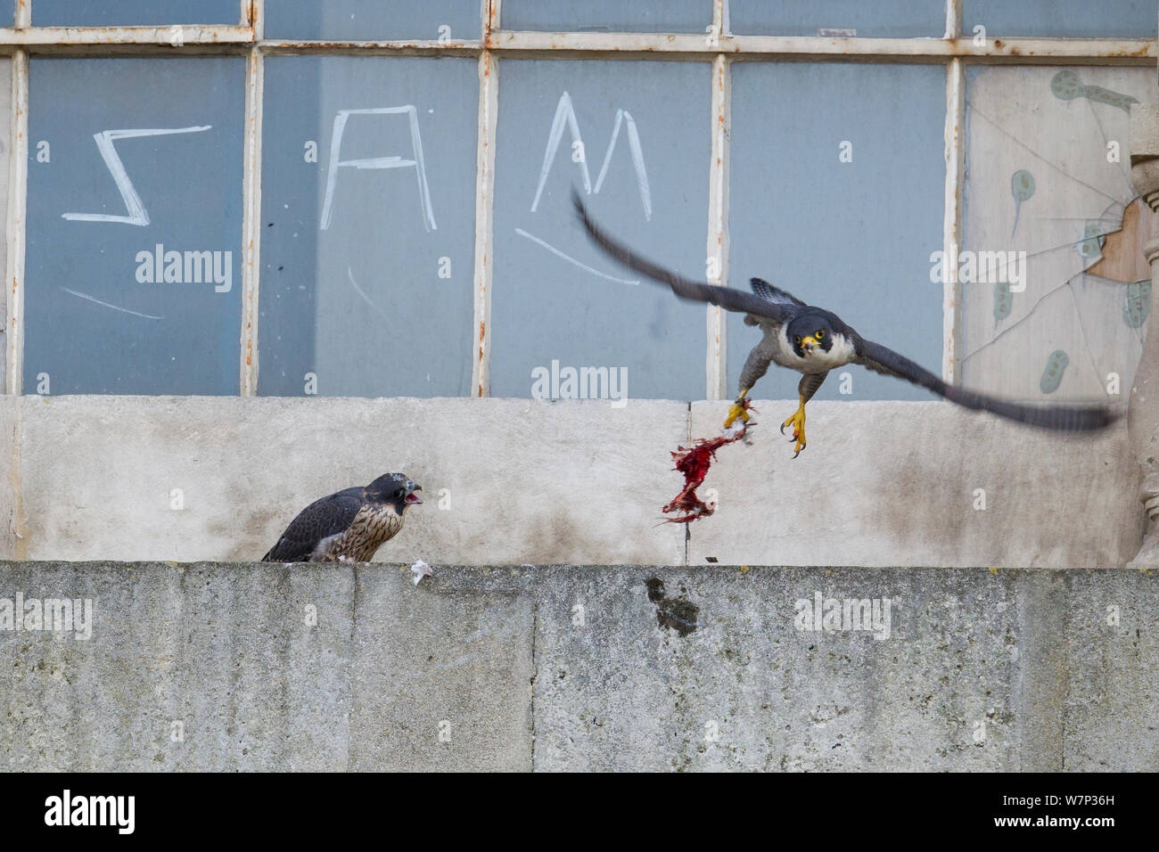 Male peregrine falcon hi-res stock photography and images - Alamy