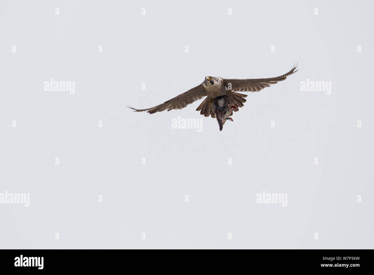Female peregrine falcon hi-res stock photography and images - Alamy