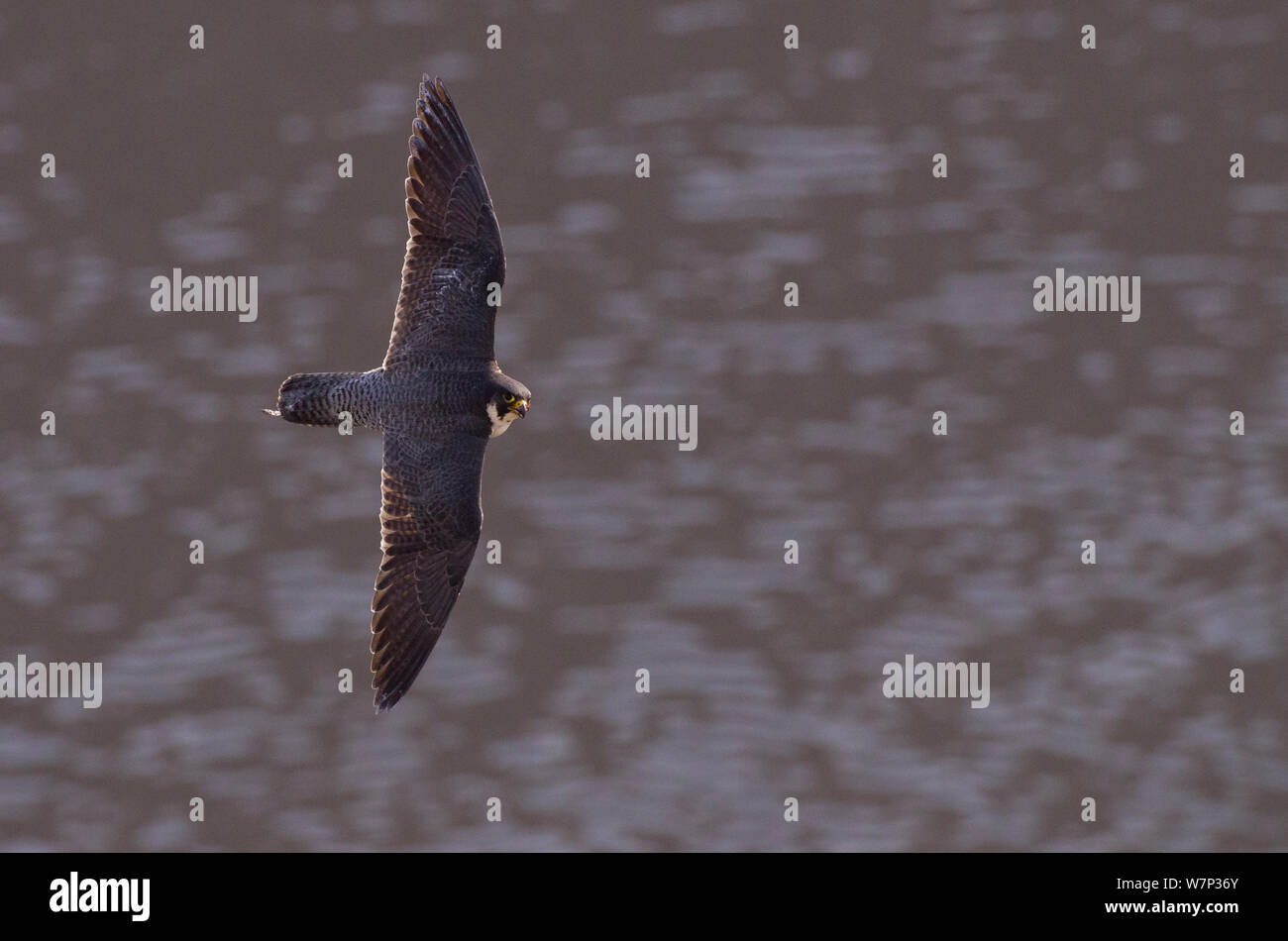 Female peregrine falcon hi-res stock photography and images - Alamy