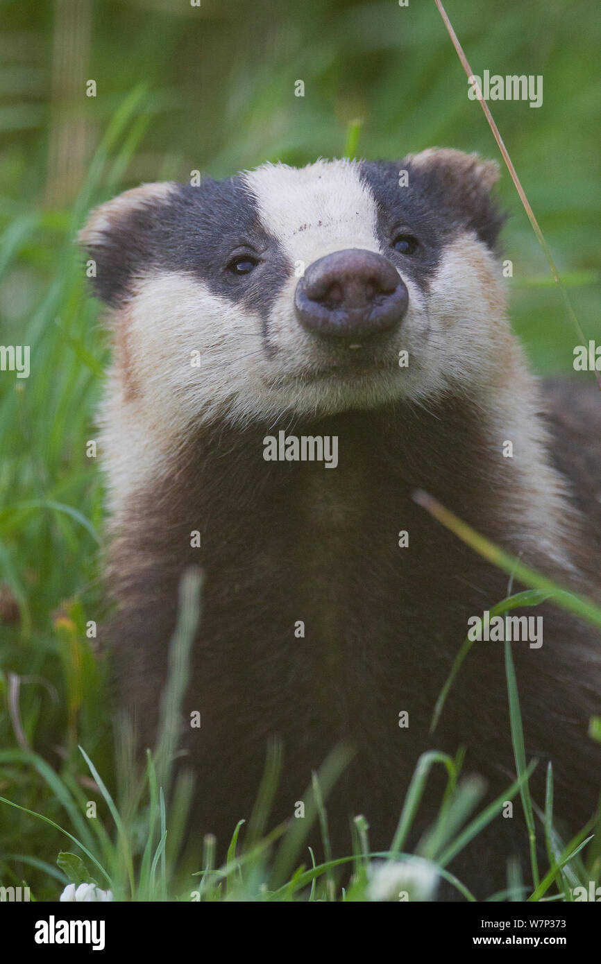 Adult Badger (Meles meles) sniffing the air amongst long grass, Dorset ...