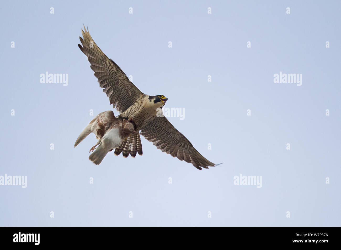 Male peregrine falcon hi-res stock photography and images - Alamy
