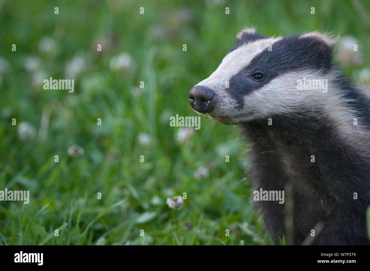 Badger (Meles meles) cub sniffing the air, Dorset, England, UK, July ...