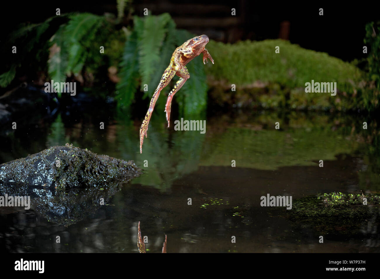 Common frog jumping hi-res stock photography and images - Alamy