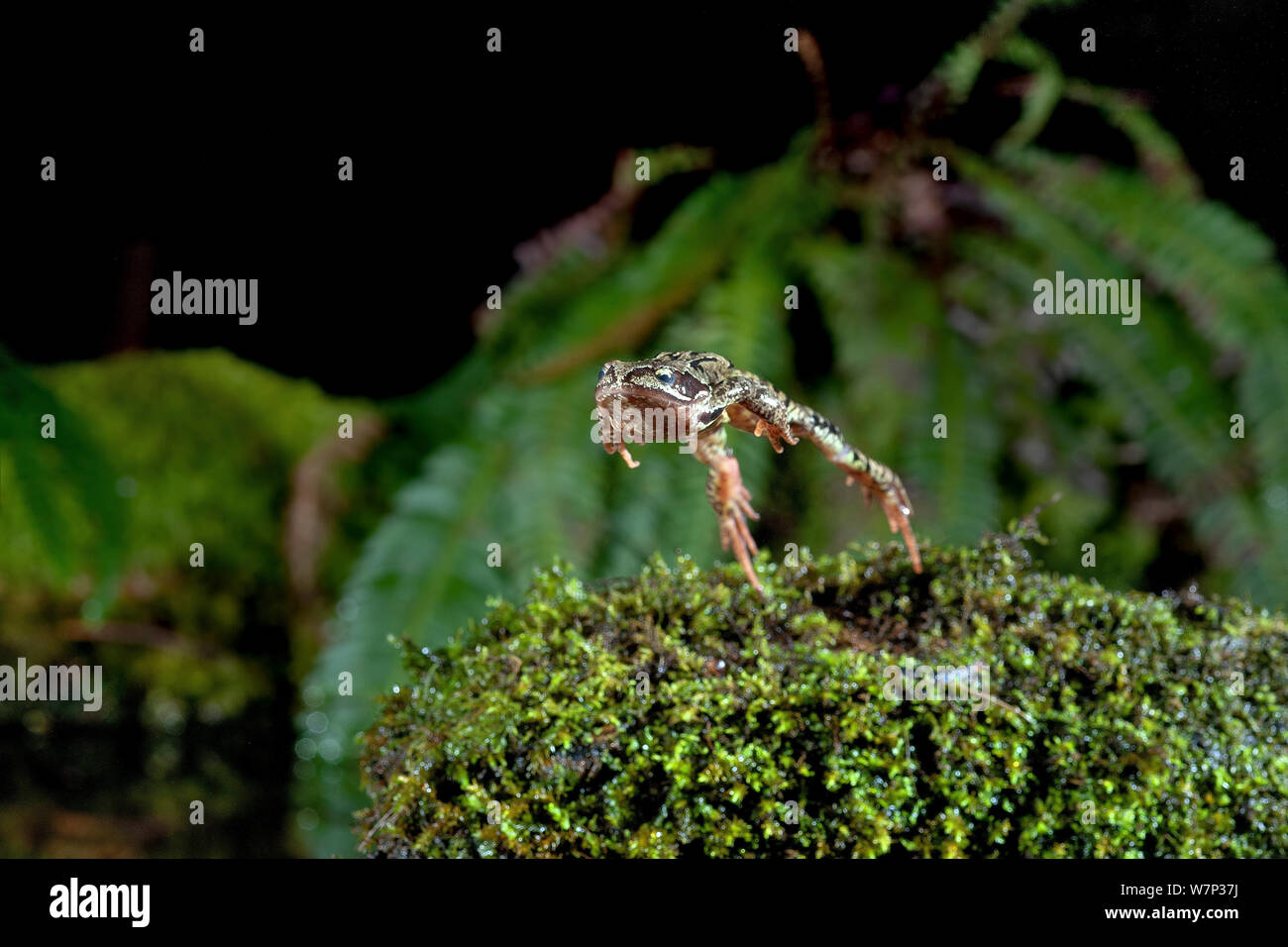 Common frog jumping hi-res stock photography and images - Alamy