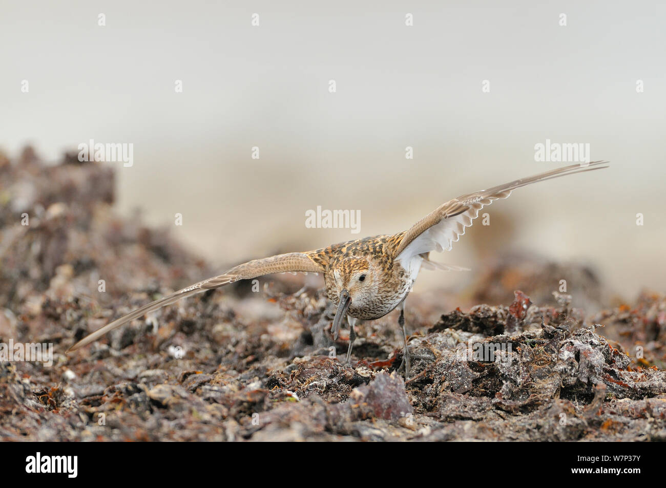 Dunlin (Calidris alpina) displaying to rival birds over food source ...