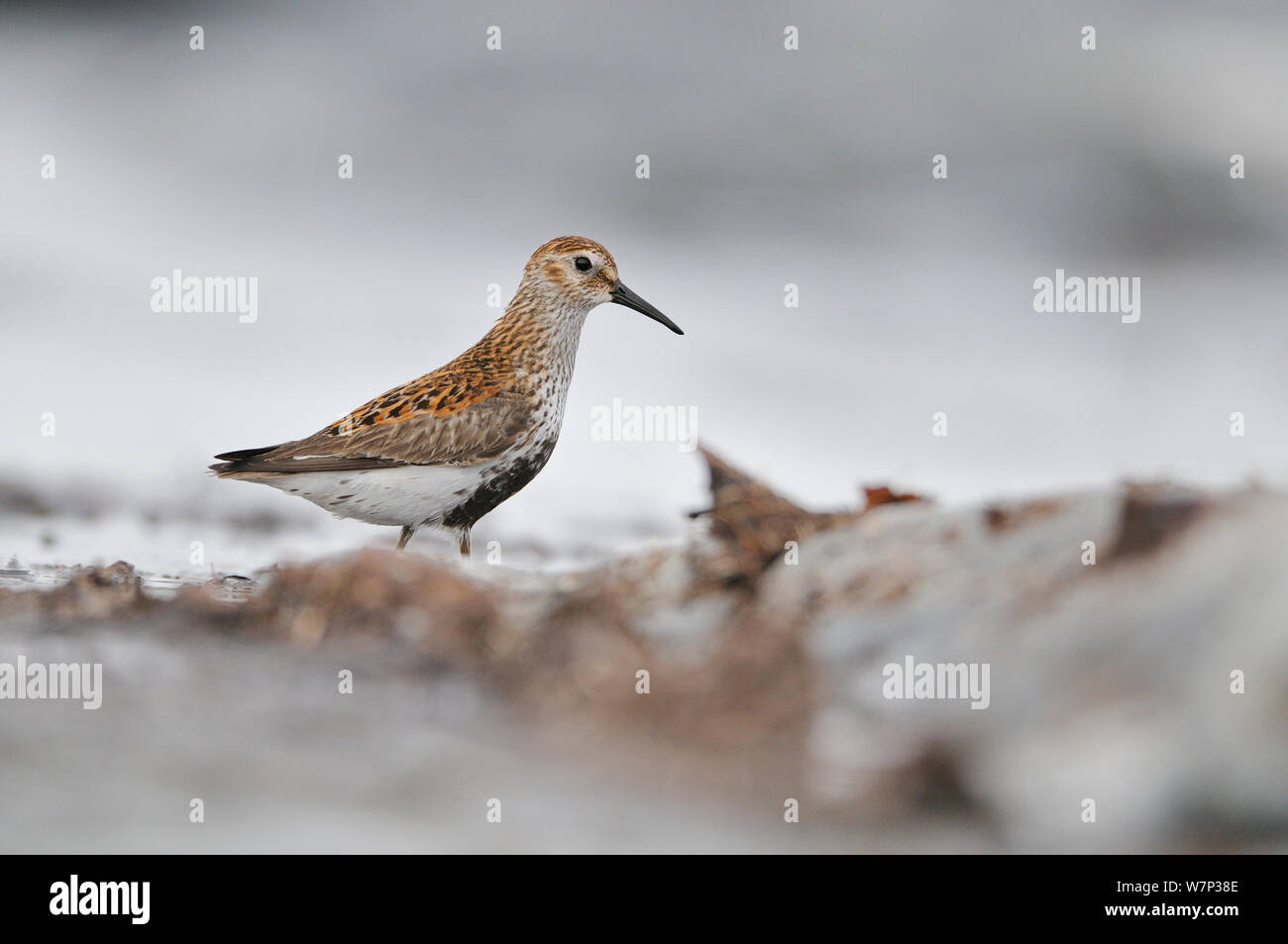Dunlin (Calidris alpina) on beach, Outer Hebrides, Scotland, UK, June ...