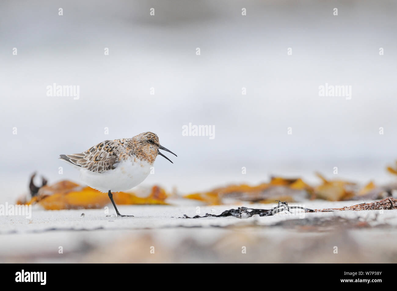 Sanderling breeding plumage on beach hi-res stock photography and ...