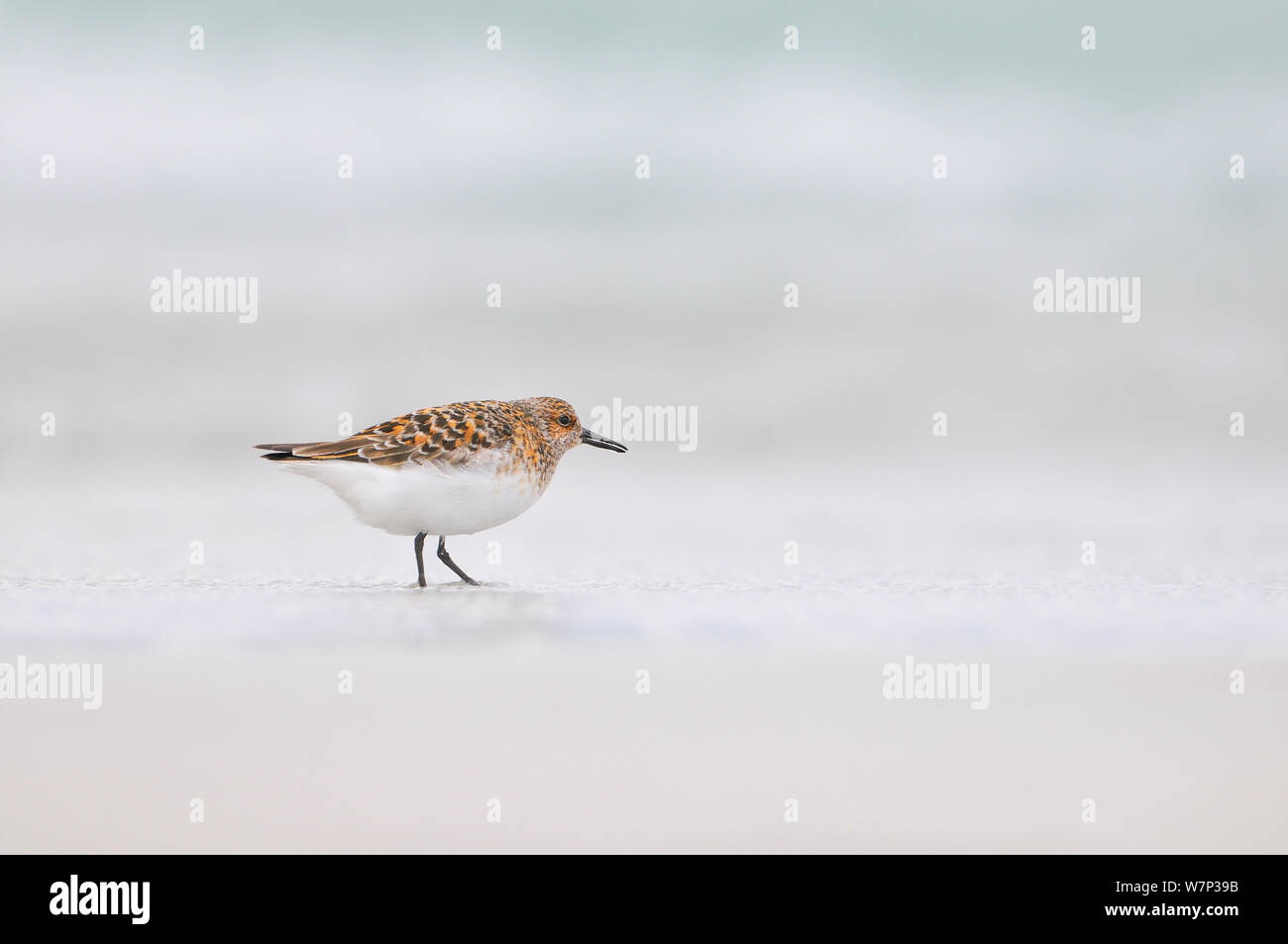 Sanderling (Calidris alba) in breeding plumage, standing on shoreline ...