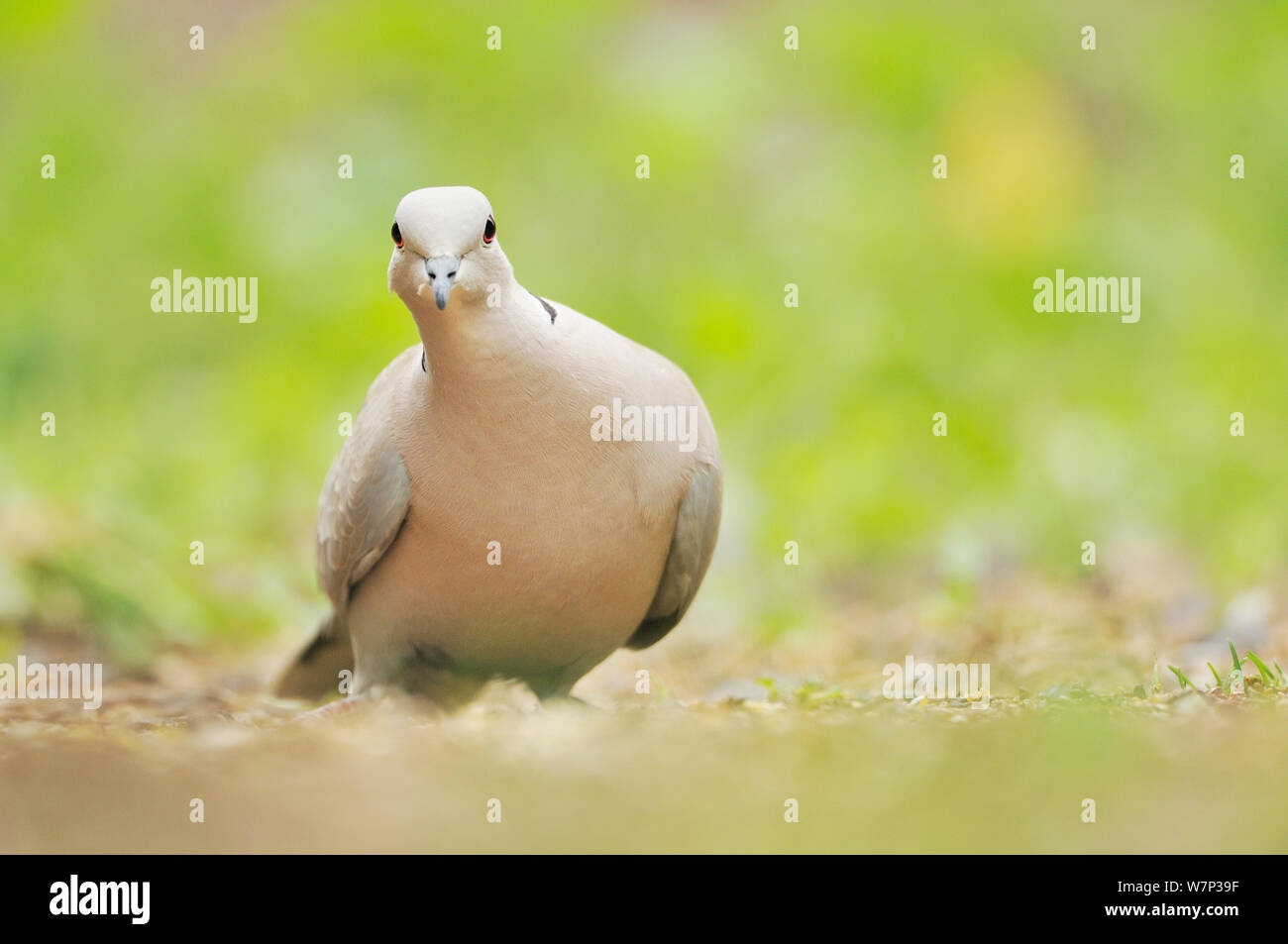 Collared doves scotland hi-res stock photography and images - Alamy
