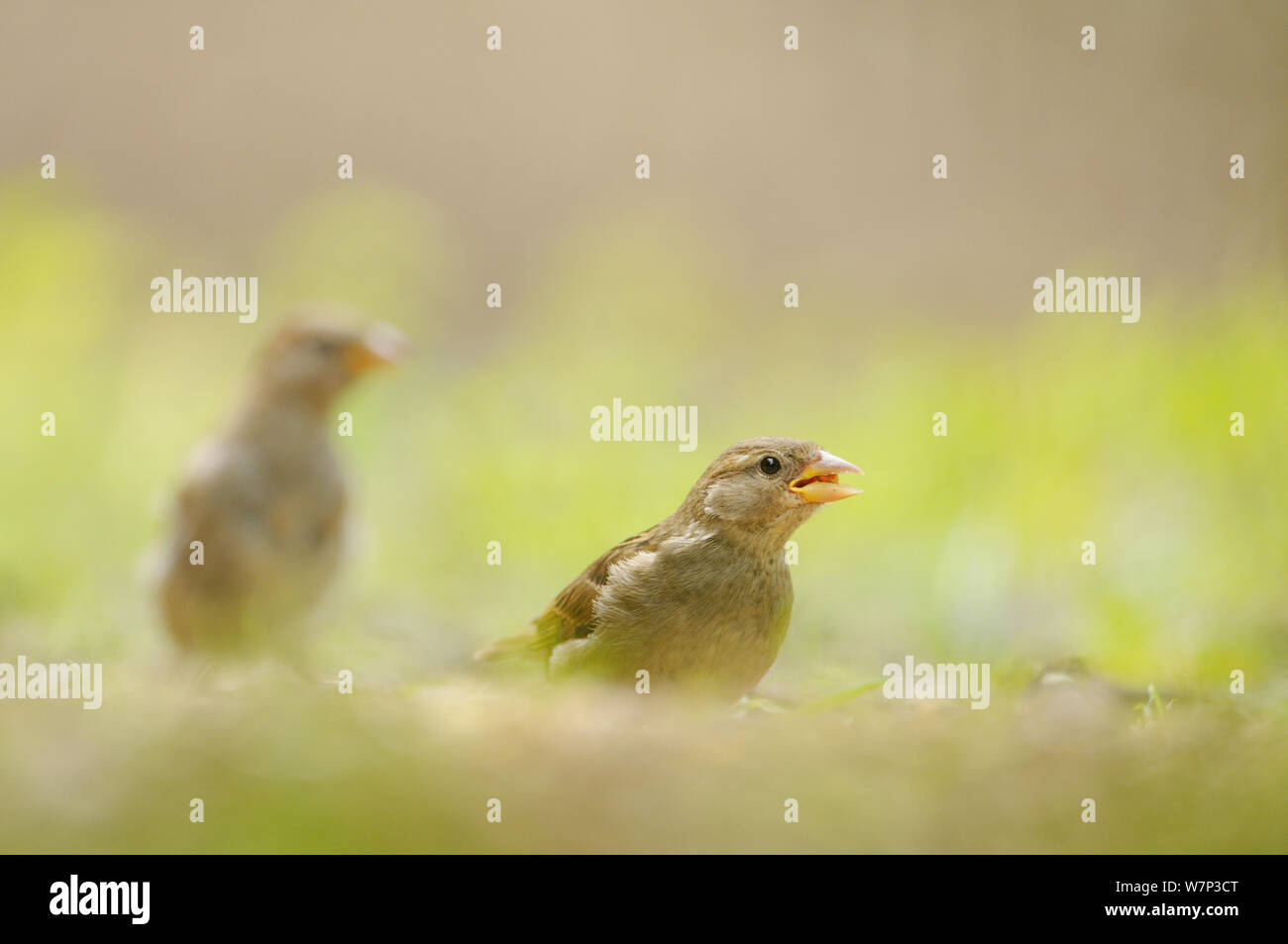 Juvenile house sparrow hi-res stock photography and images - Alamy