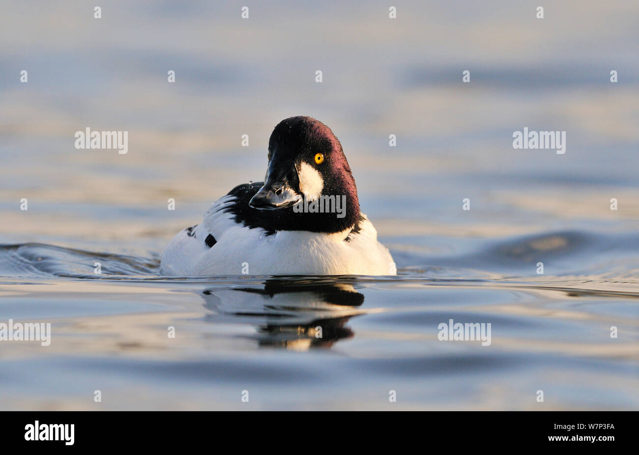 Male Goldeneye (Bucephala clangula), Hogganfield Loch, Glasgow ...
