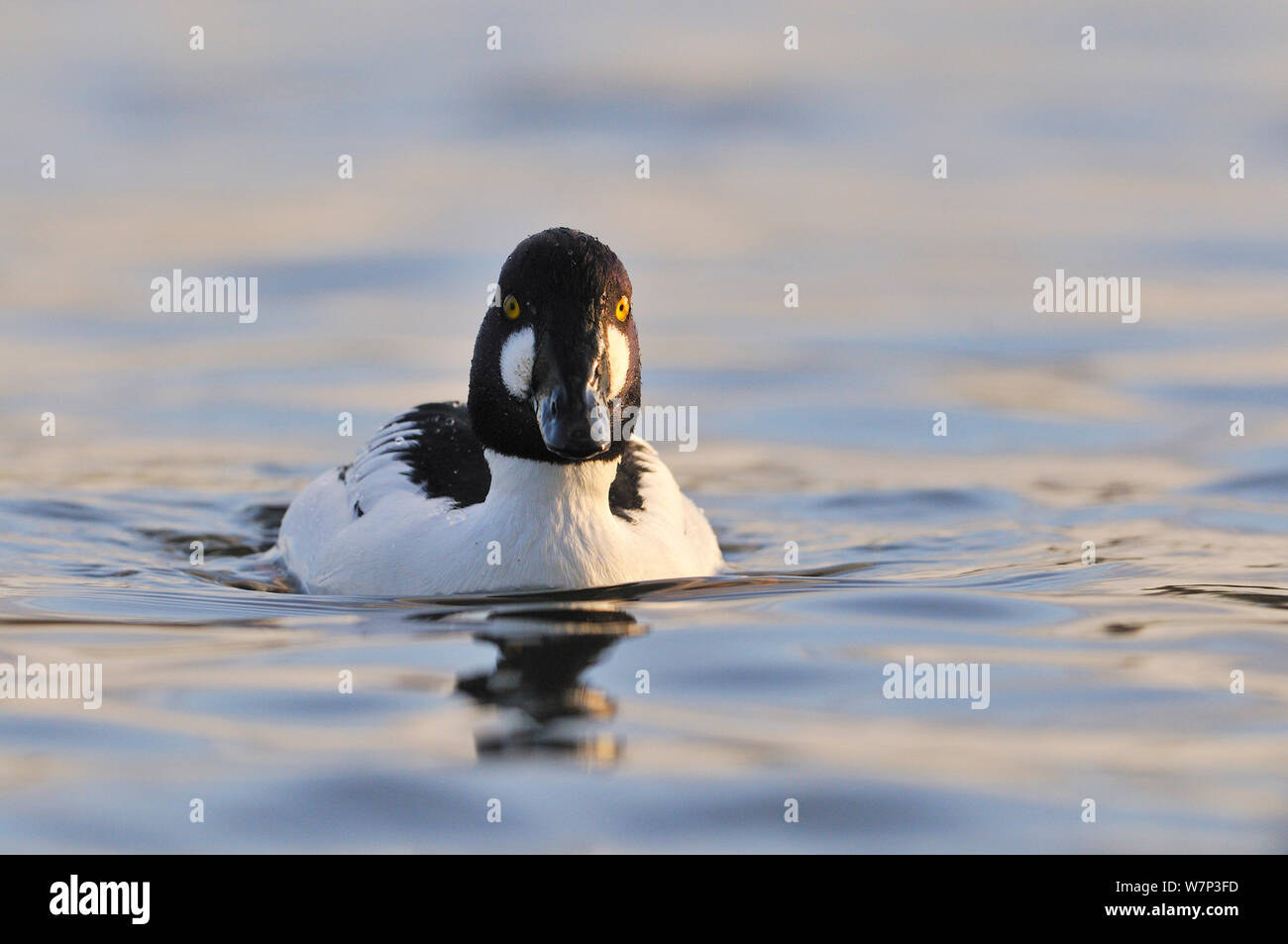 Male Goldeneye (Bucephala clangula), Hogganfield Loch, Glasgow ...
