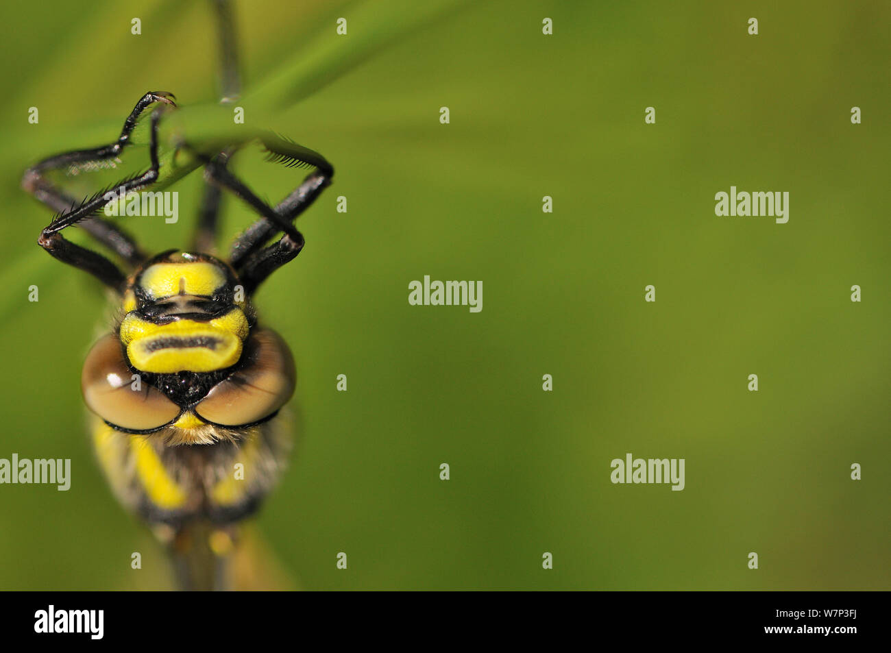 Golden-ringed dragonfly (Cordulegaster boltonii), Taynish National ...
