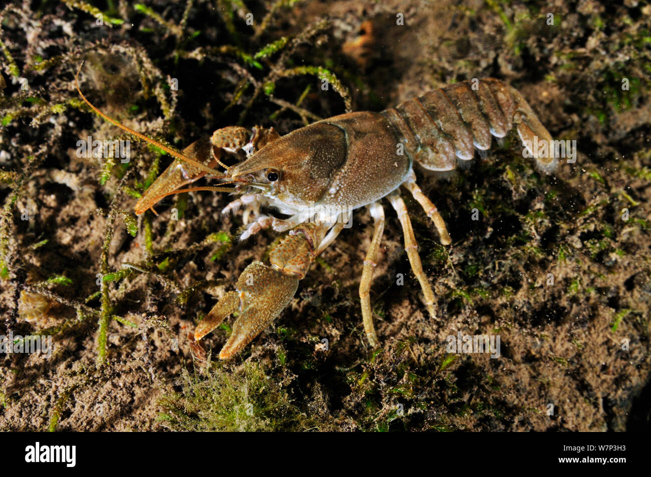 White clawed crayfish england hi-res stock photography and images - Alamy