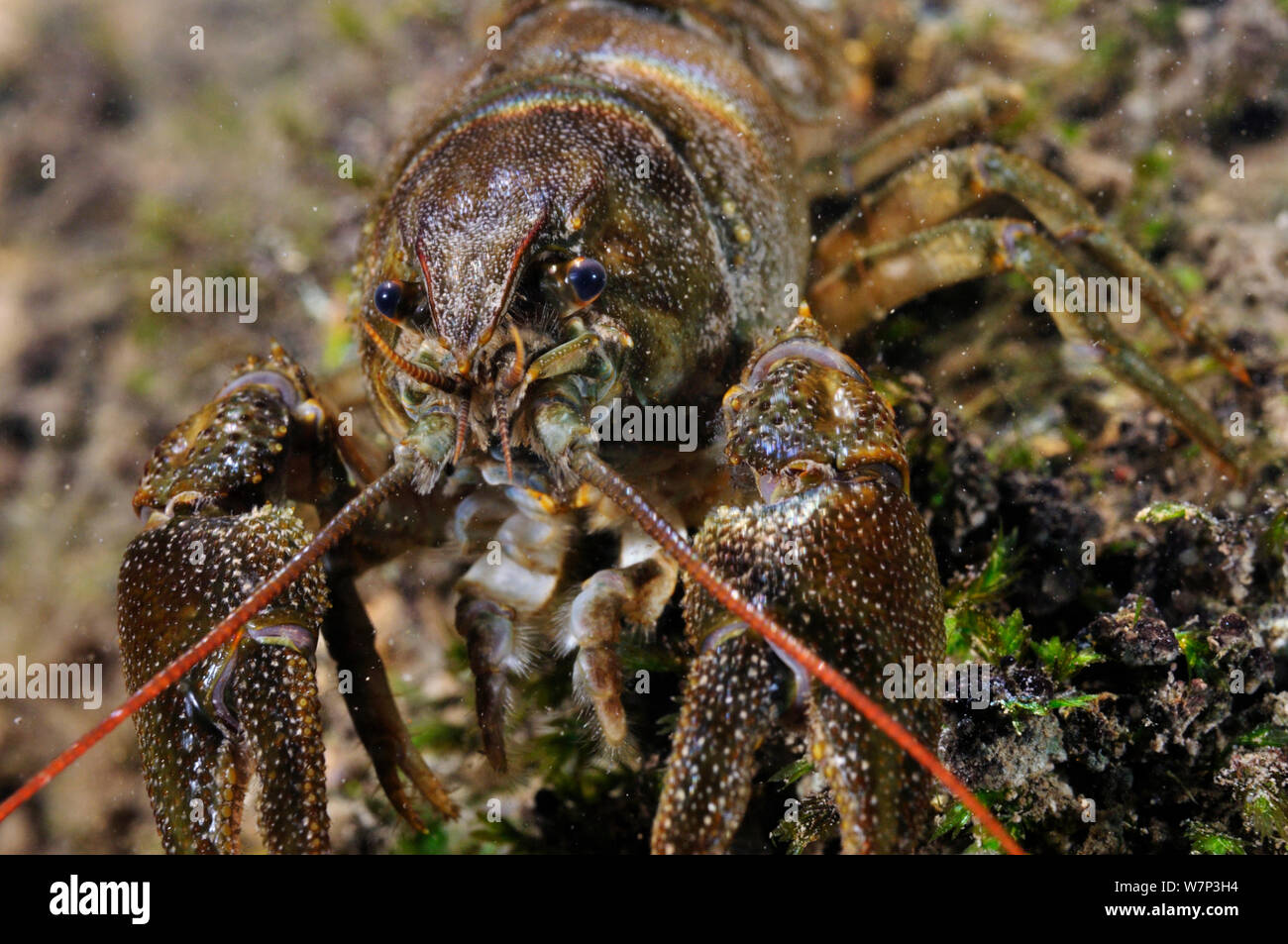 White clawed crayfish (Austropotamobius pallipes) underwater on ...