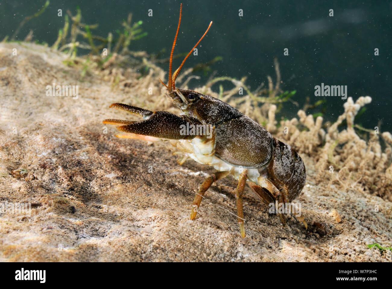 White clawed crayfish united kingdom hi-res stock photography and ...