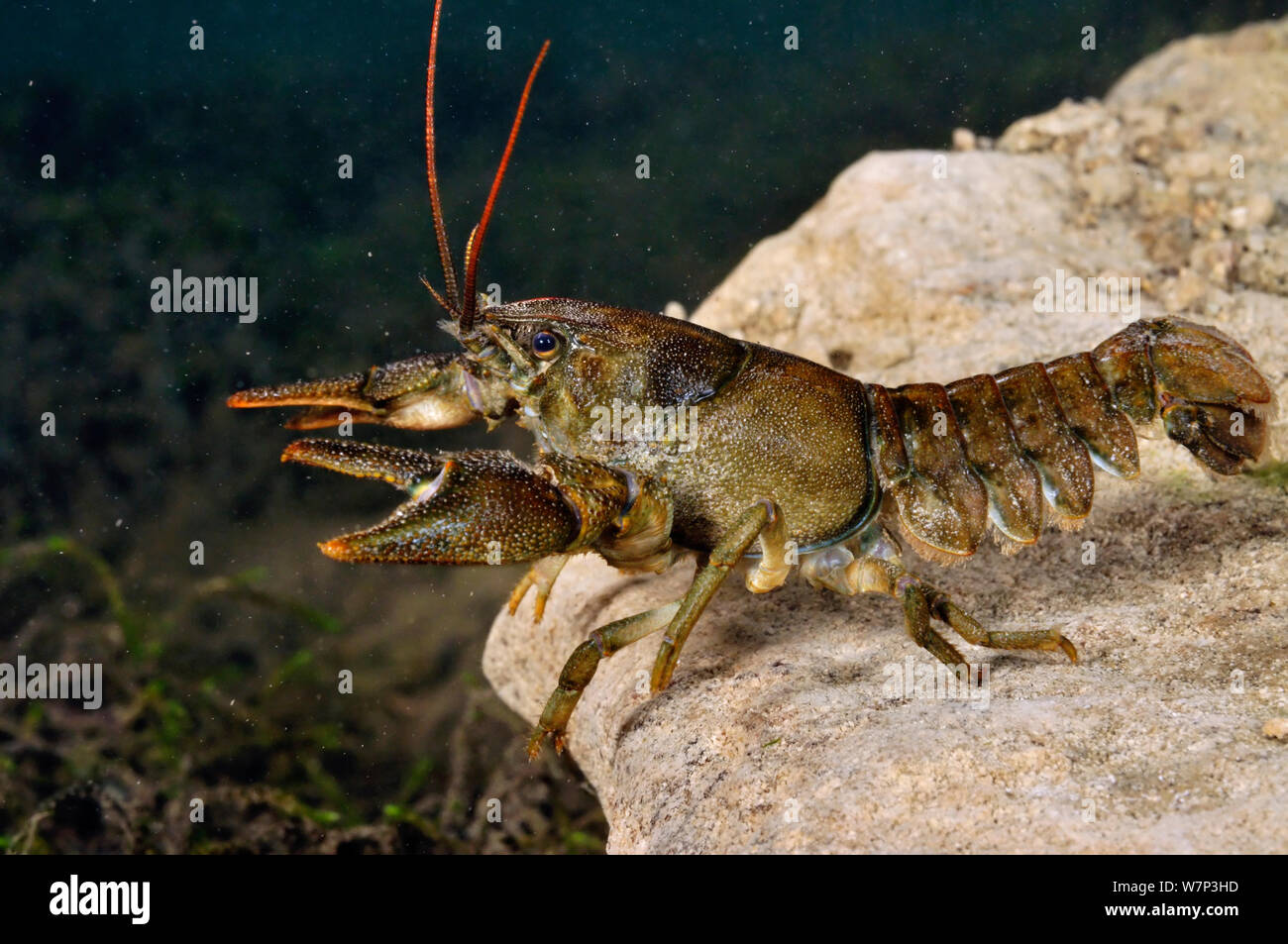 Crayfish Underwater