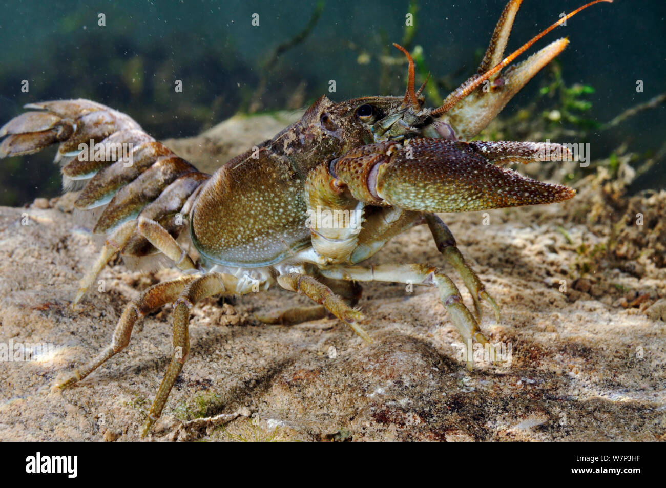 White clawed crayfish (Austropotamobius pallipes) underwater on ...