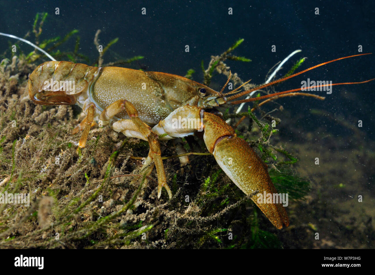White clawed crayfish (Austropotamobius pallipes) on river bed, viewed ...