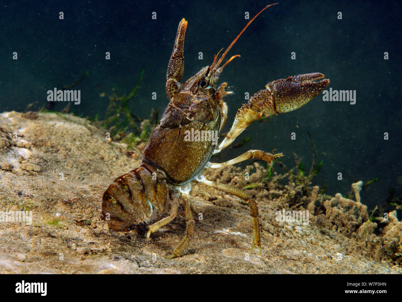 Crayfish Underwater