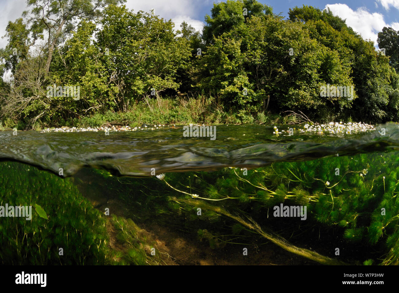 Split-level view of the River Leith, showing Water-crowfoot (Ranunculus ...