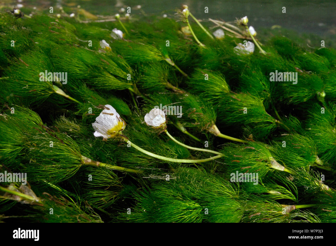 Water-crowfoot (Ranunculus fluitans subsp. penicillatus) flowering ...