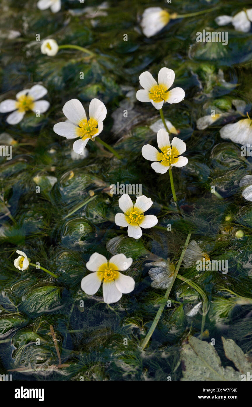 Ranunculus fluitans uk hi-res stock photography and images - Alamy
