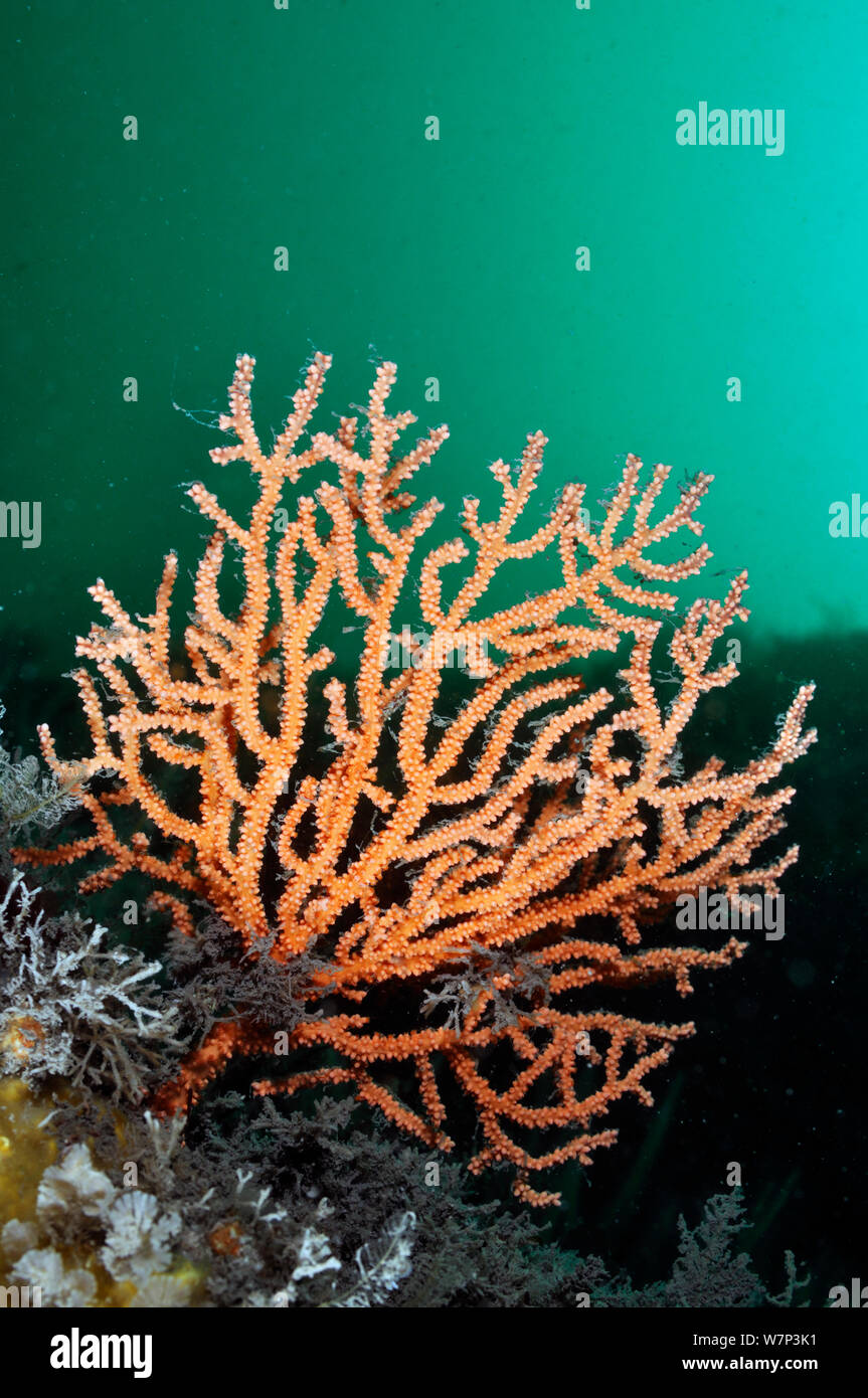 Pink sea fans coral hi-res stock photography and images - Alamy
