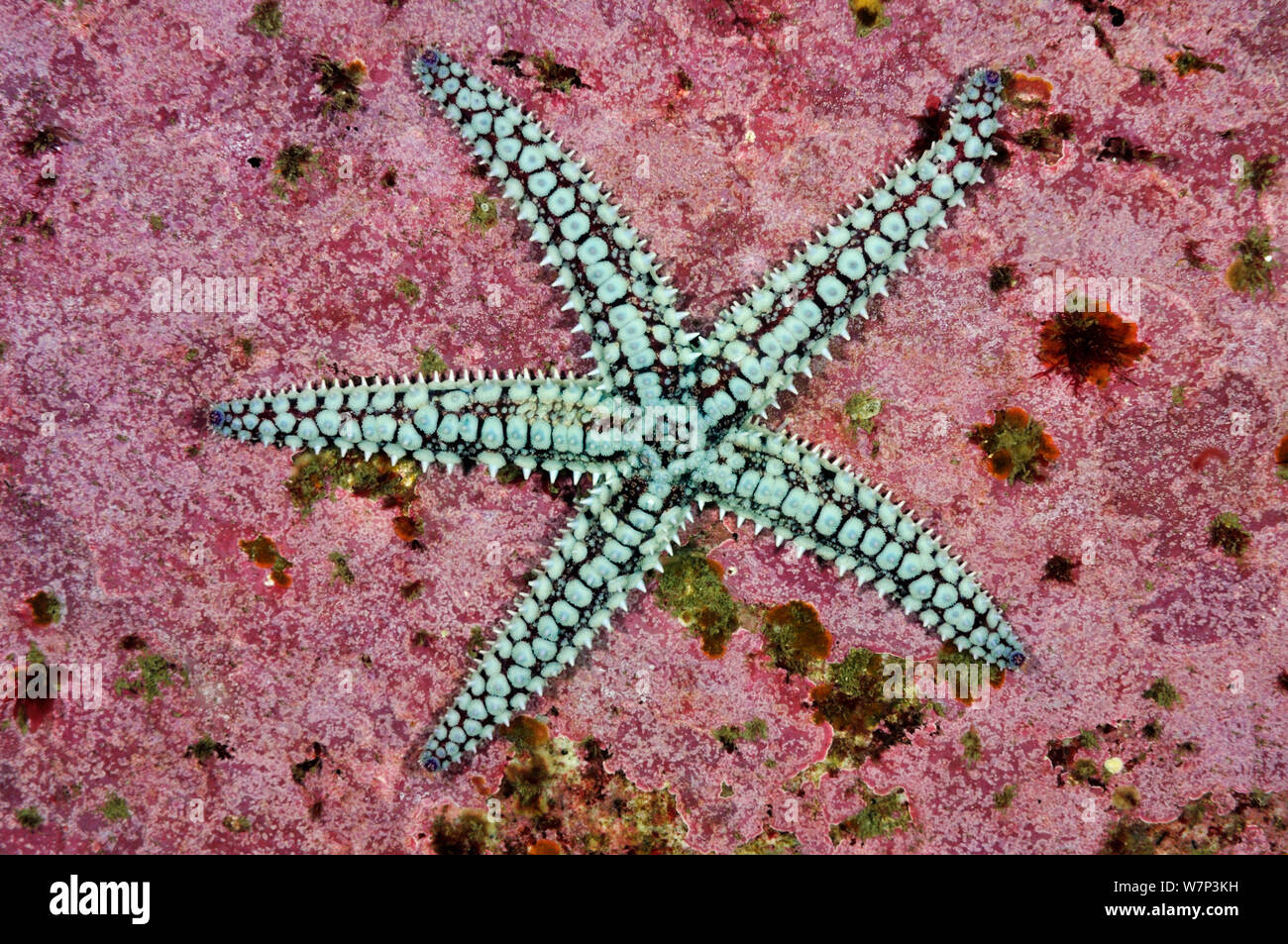 Spiny starfish (Marthasterias glacialis), on rock covered in Crustose ...