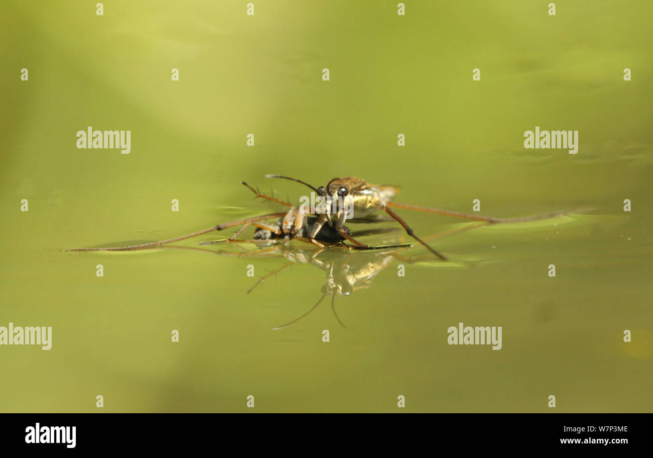 Pond skater prey hi-res stock photography and images - Alamy