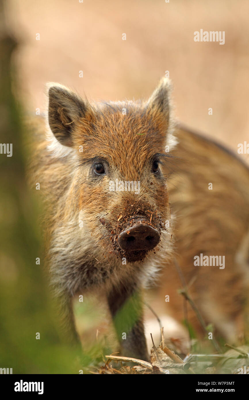 Wild boar piglet (Sus scrofa), Forest of Dean, Gloucestershire, England ...