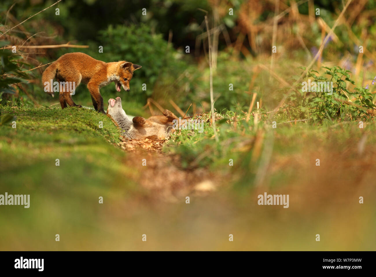 Foxes england hi-res stock photography and images - Alamy