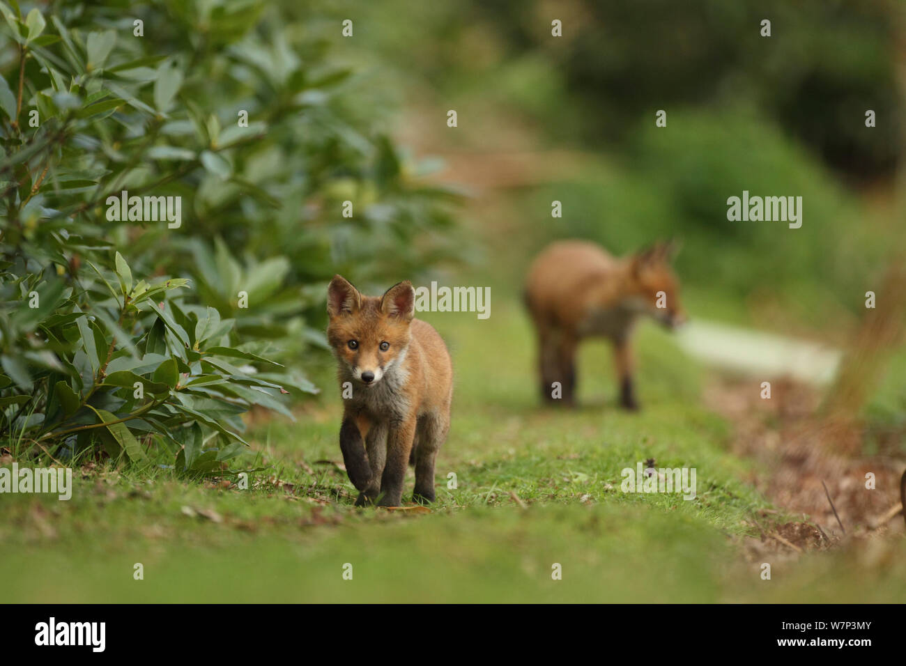 Foxes england hi-res stock photography and images - Alamy