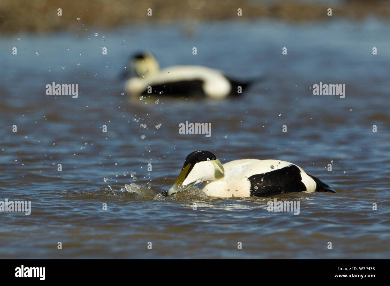 Eider feeding hi-res stock photography and images - Alamy
