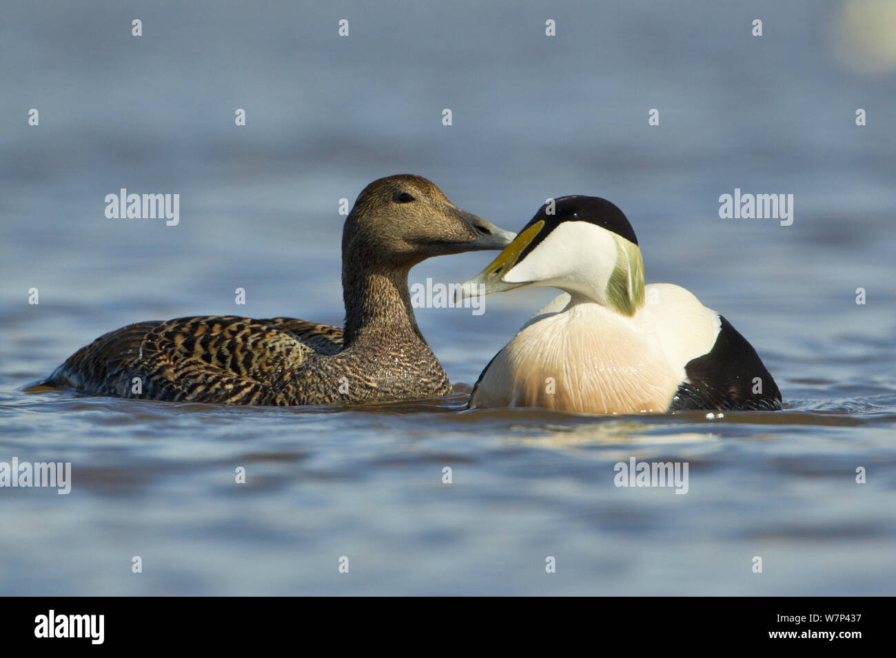 Coastal ducks hi-res stock photography and images - Alamy