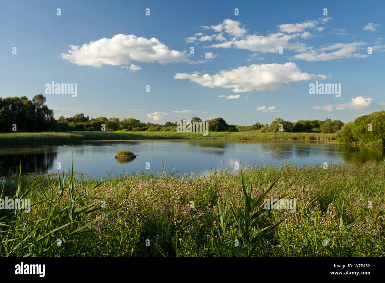 Wetland Project High Resolution Stock Photography and Images - Alamy